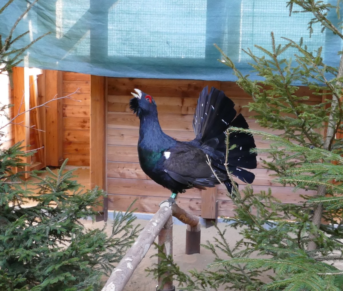 Návrat tetřevů do české přírody | ČMMJ